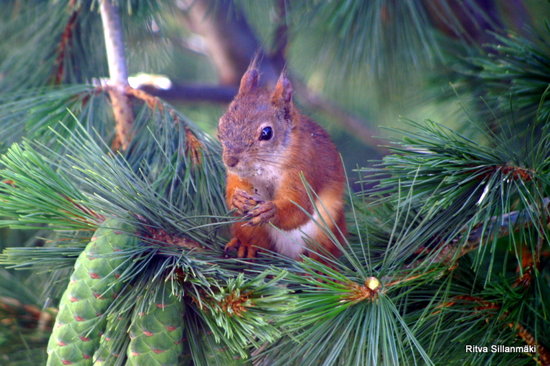 Playful Squirrels in Nature – Ritva Sillanmäki Photography