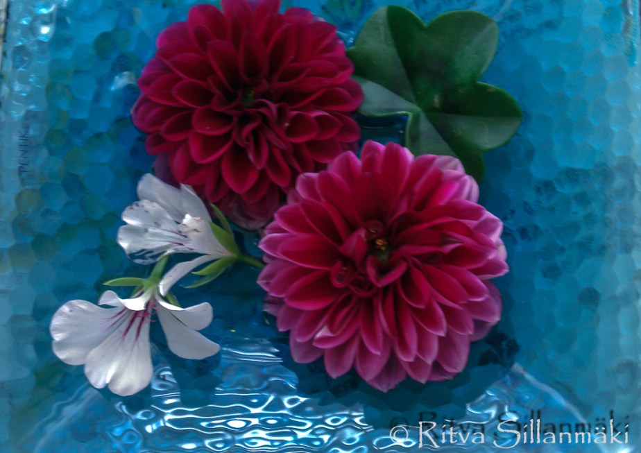 Dalia – Ritva Sillanmäki Photography