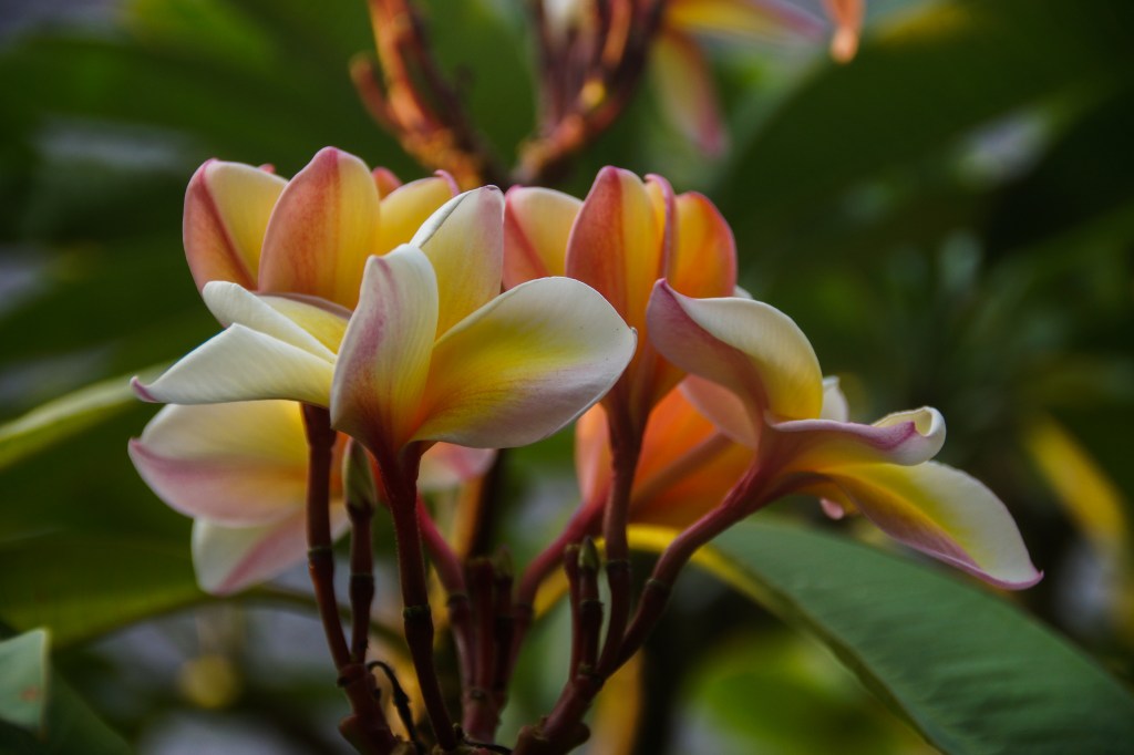 Symbolism and Colors of Frangipani – Ritva Sillanmäki Photography