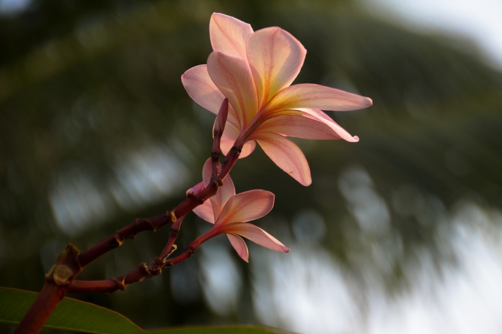 Symbolism and Colors of Frangipani – Ritva Sillanmäki Photography