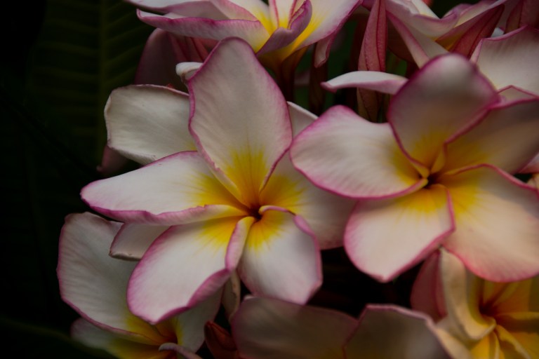 Symbolism and Colors of Frangipani – Ritva Sillanmäki Photography