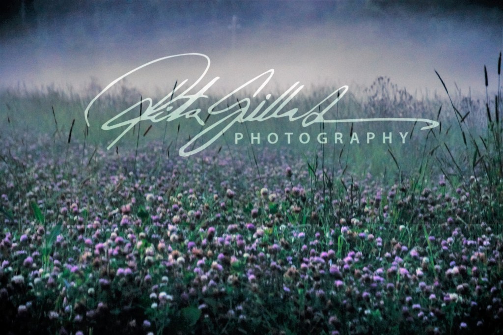 New logo / Signature – Ritva Sillanmäki Photography