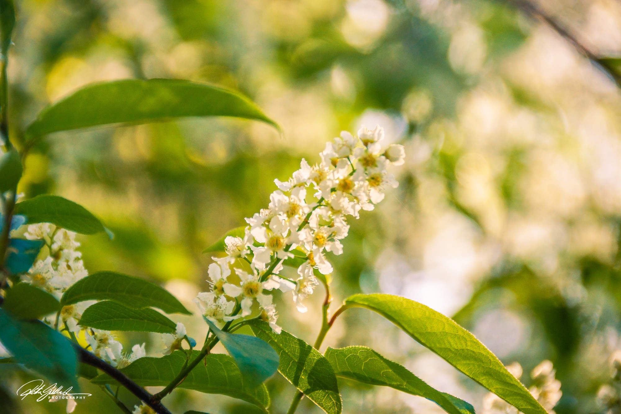 Spring 2023 – 3 – Ritva Sillanmäki Photography