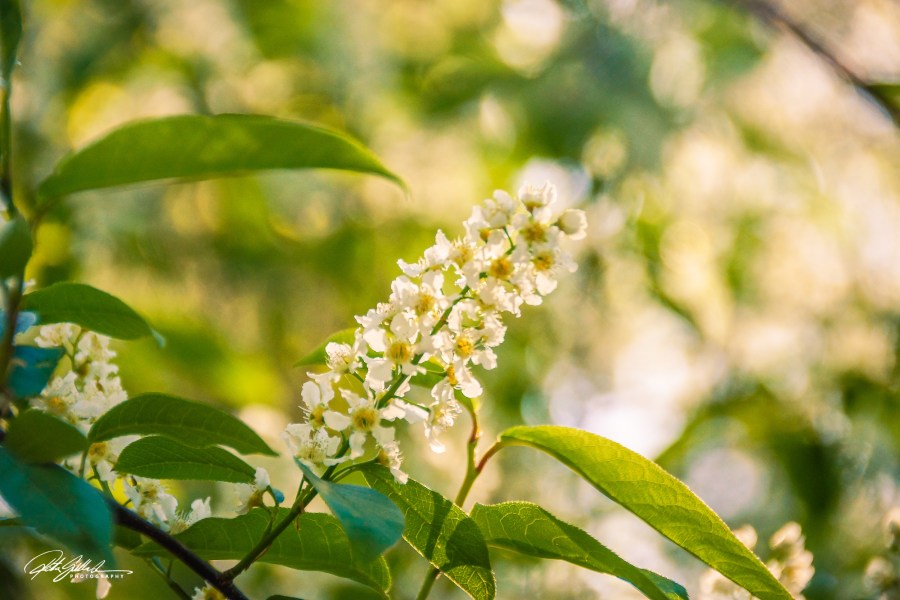 Spring 2023 – 3 – Ritva Sillanmäki Photography