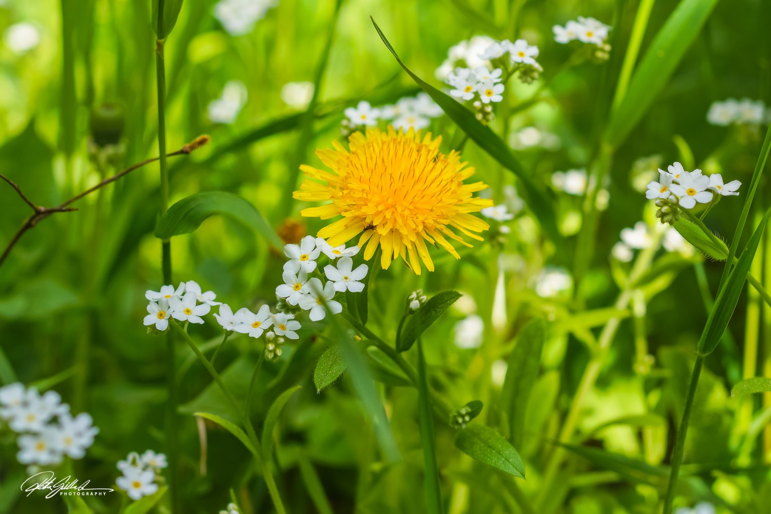 Spring 2023 – 3 – Ritva Sillanmäki Photography