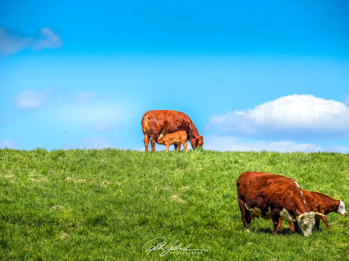Happy cows – Ritva Sillanmäki Photography