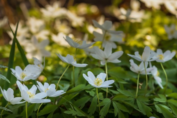 Spring 2023 – 3 – Ritva Sillanmäki Photography