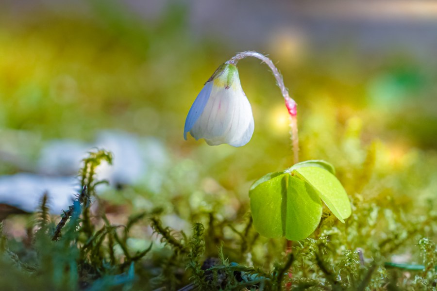 Spring 2023 – 3 – Ritva Sillanmäki Photography