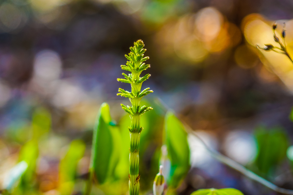 Spring 2023 – 3 – Ritva Sillanmäki Photography