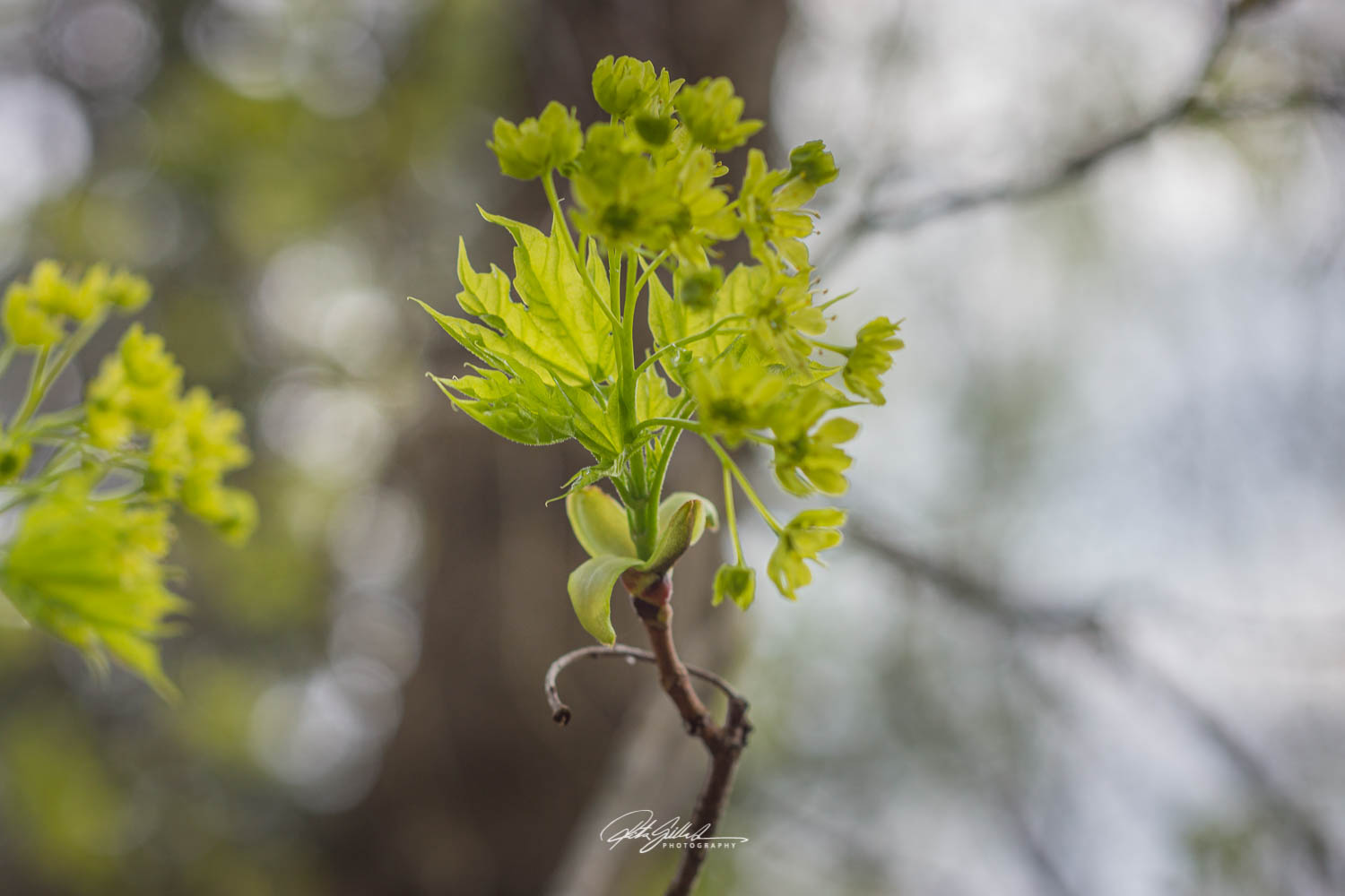 Spring 2023 – 3 – Ritva Sillanmäki Photography