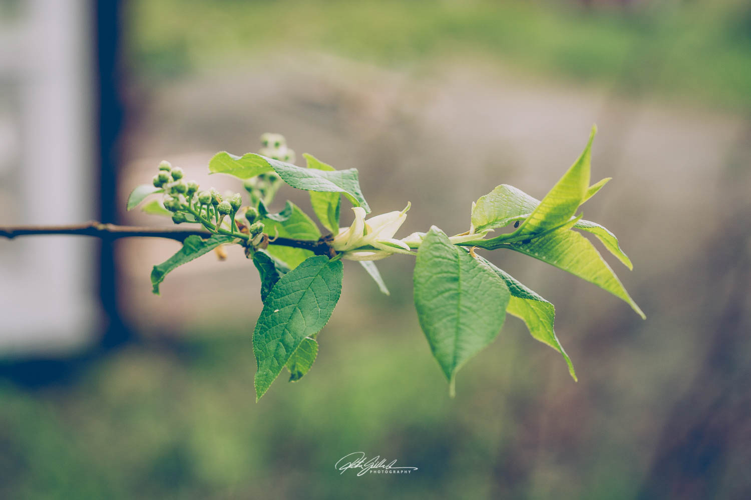 Spring 2023 – 3 – Ritva Sillanmäki Photography