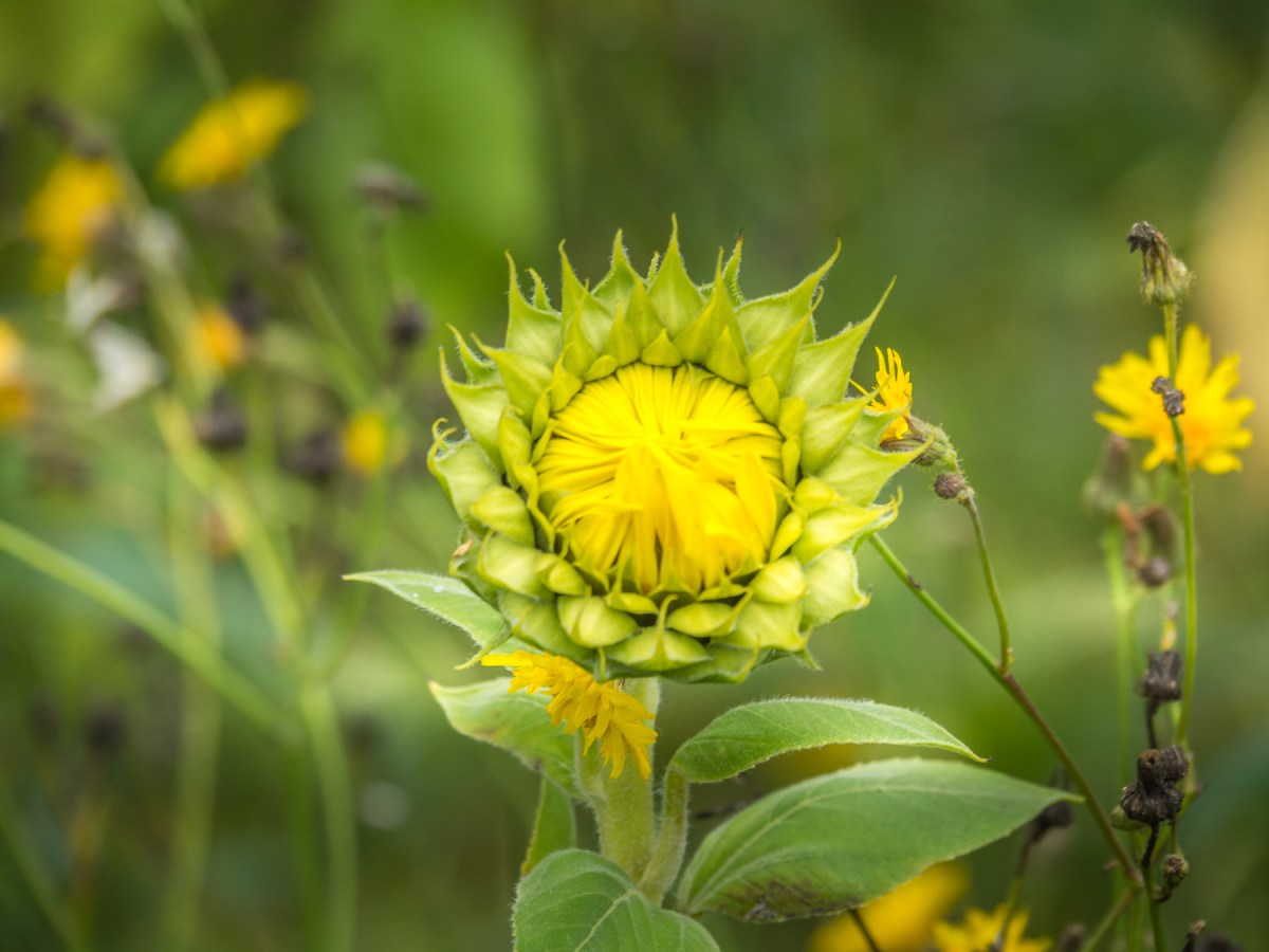 Flower a day 🌻 – Ritva Sillanmäki Photography