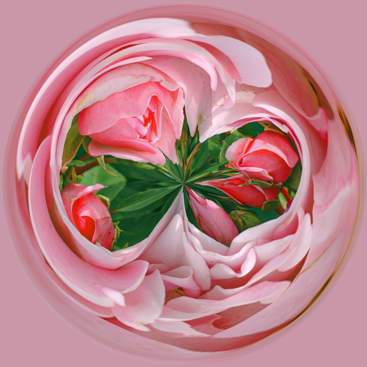 circle of roses – Ritva Sillanmäki Photography