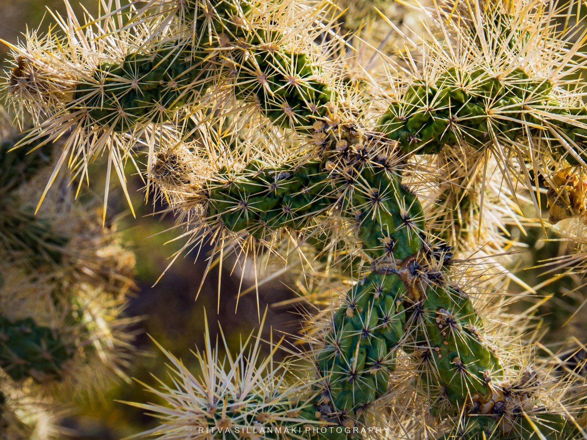 Flower of the day – Cholla cactus – Ritva Sillanmäki Photography