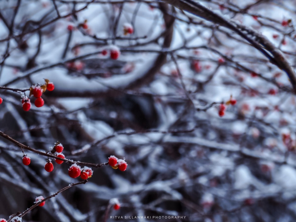 little bit of red – Ritva Sillanmäki Photography