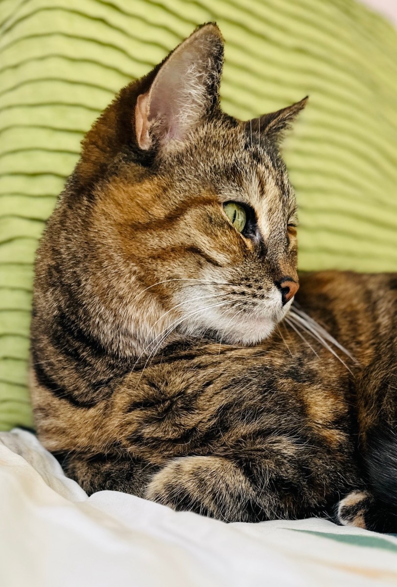 Tinka the cat – Ritva Sillanmäki Photography