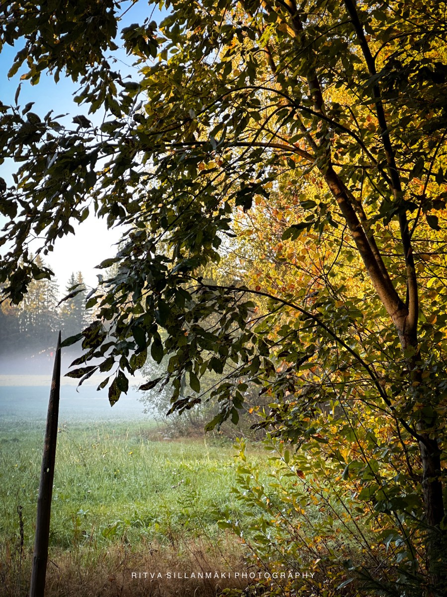 Embracing the Beauty of a September Morning – Ritva Sillanmäki Photography