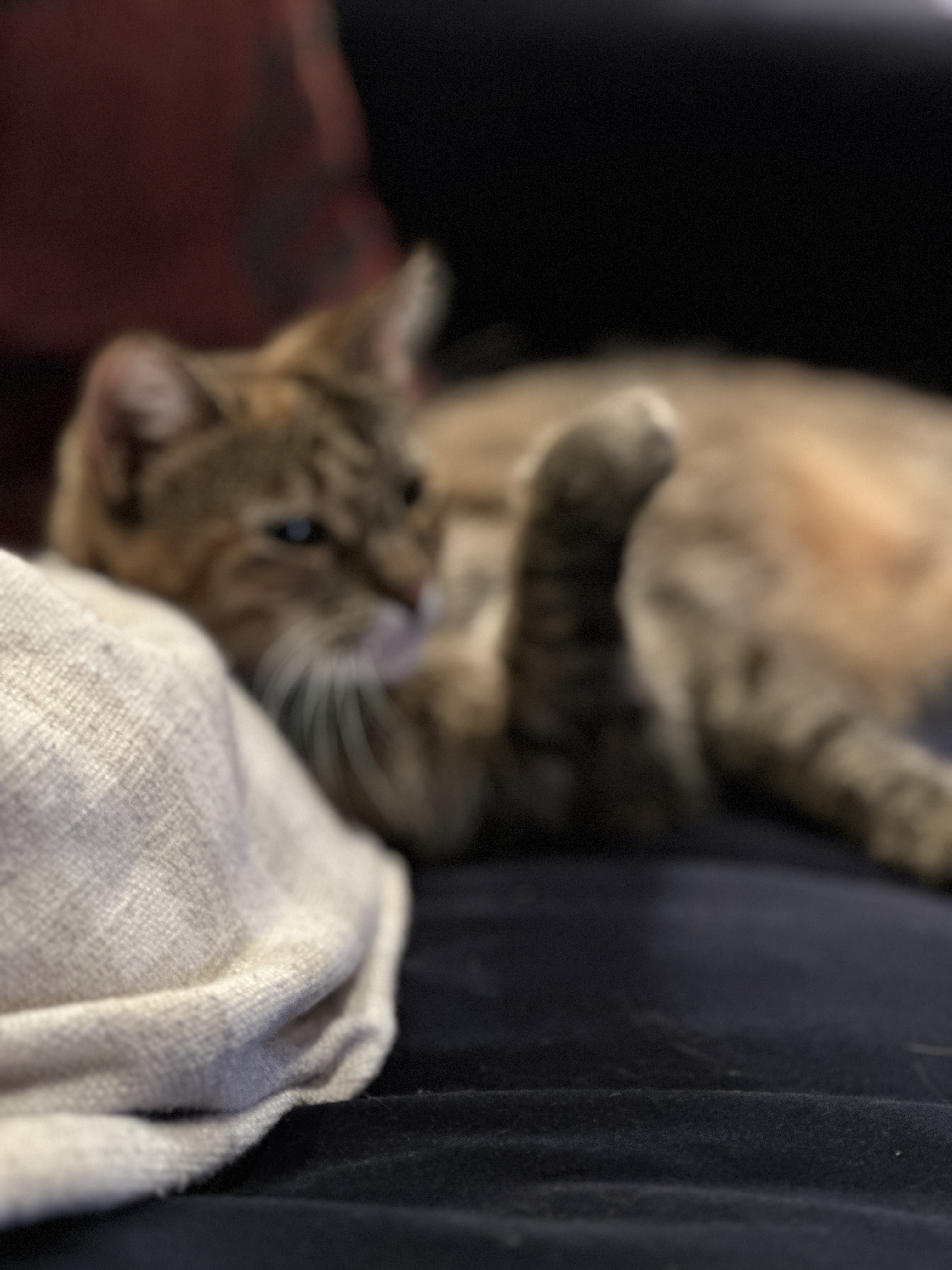 Cellpic sunday – tired – Ritva Sillanmäki Photography