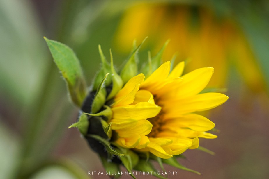 Sunflowers symbol of Positivity and Joy – Ritva Sillanmäki Photography