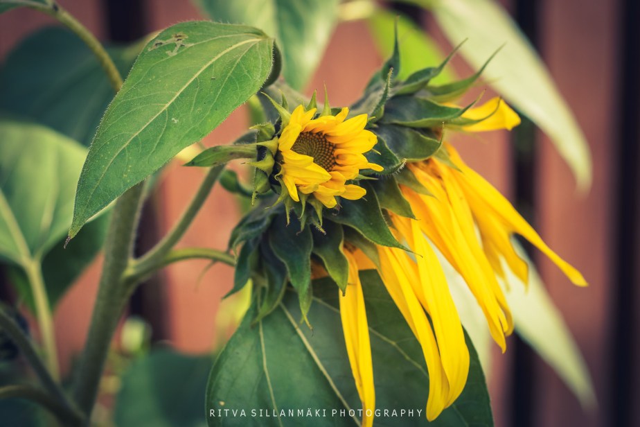 Sunflowers symbol of Positivity and Joy – Ritva Sillanmäki Photography