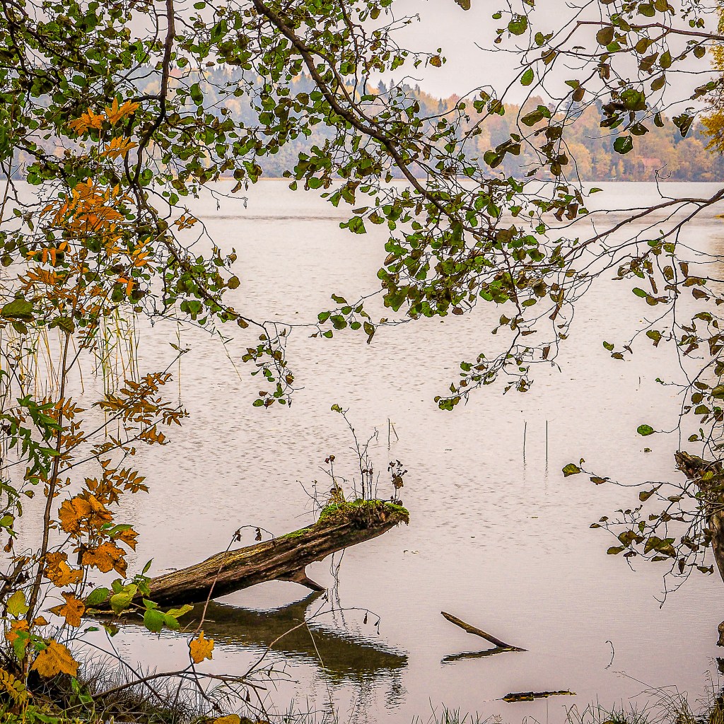 Autumn Reflections on a Mossy Log – Ritva Sillanmäki Photography