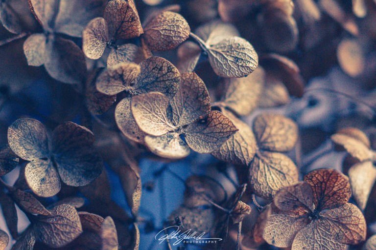 The Beauty of Dried Hydrangeas – Ritva Sillanmäki Photography