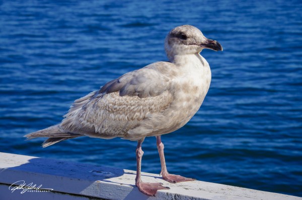 The Charm of Sidney’s Fish Market and Surroundings – Ritva Sillanmäki ...