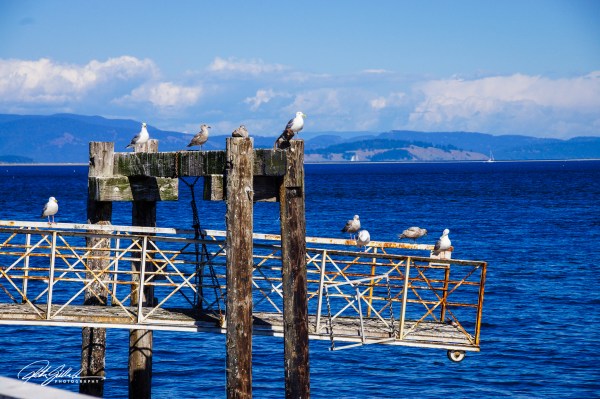 The Charm of Sidney’s Fish Market and Surroundings – Ritva Sillanmäki ...