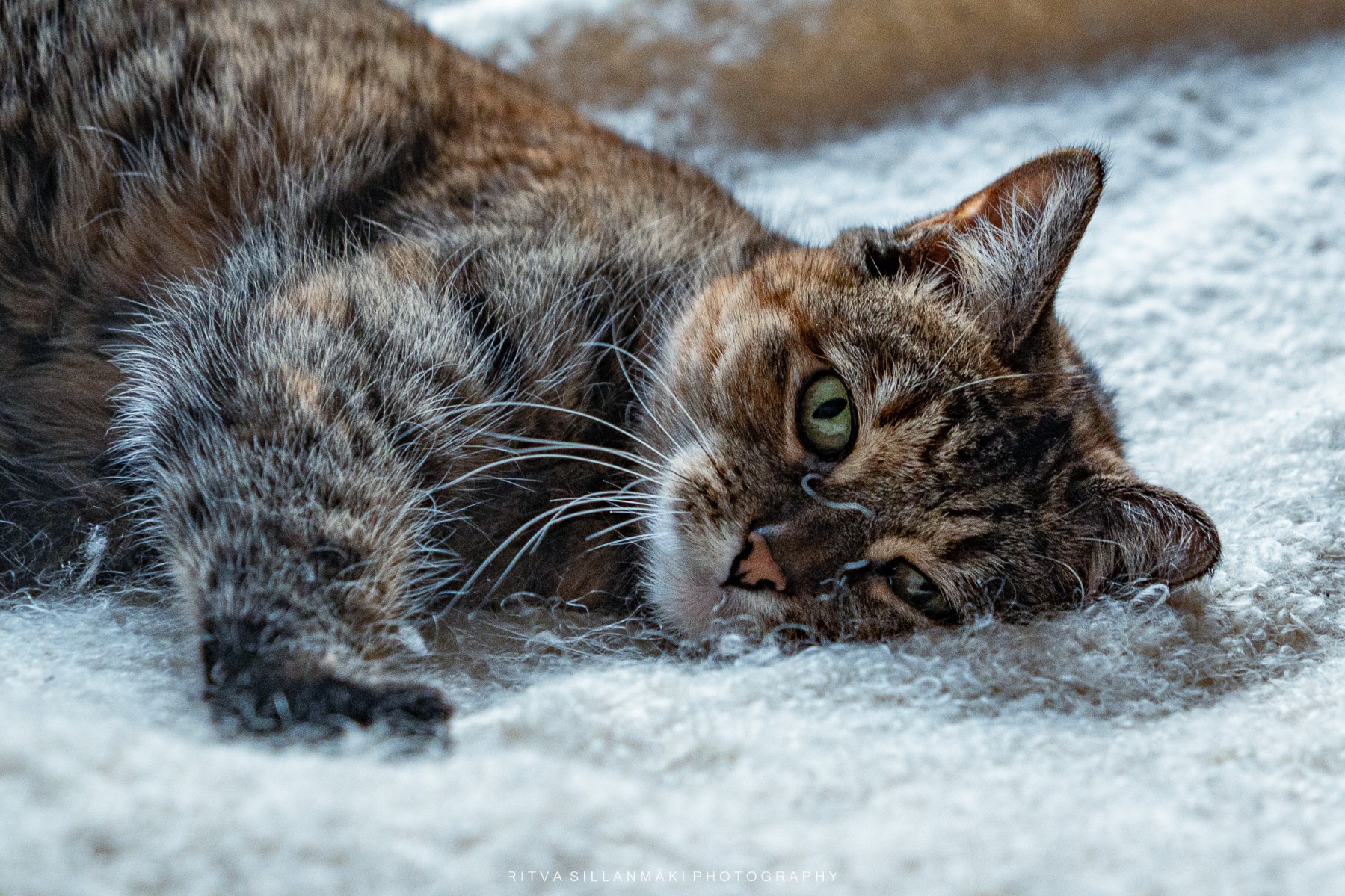 Photos of Tinka: The Adorable Cat Model – Ritva Sillanmäki Photography