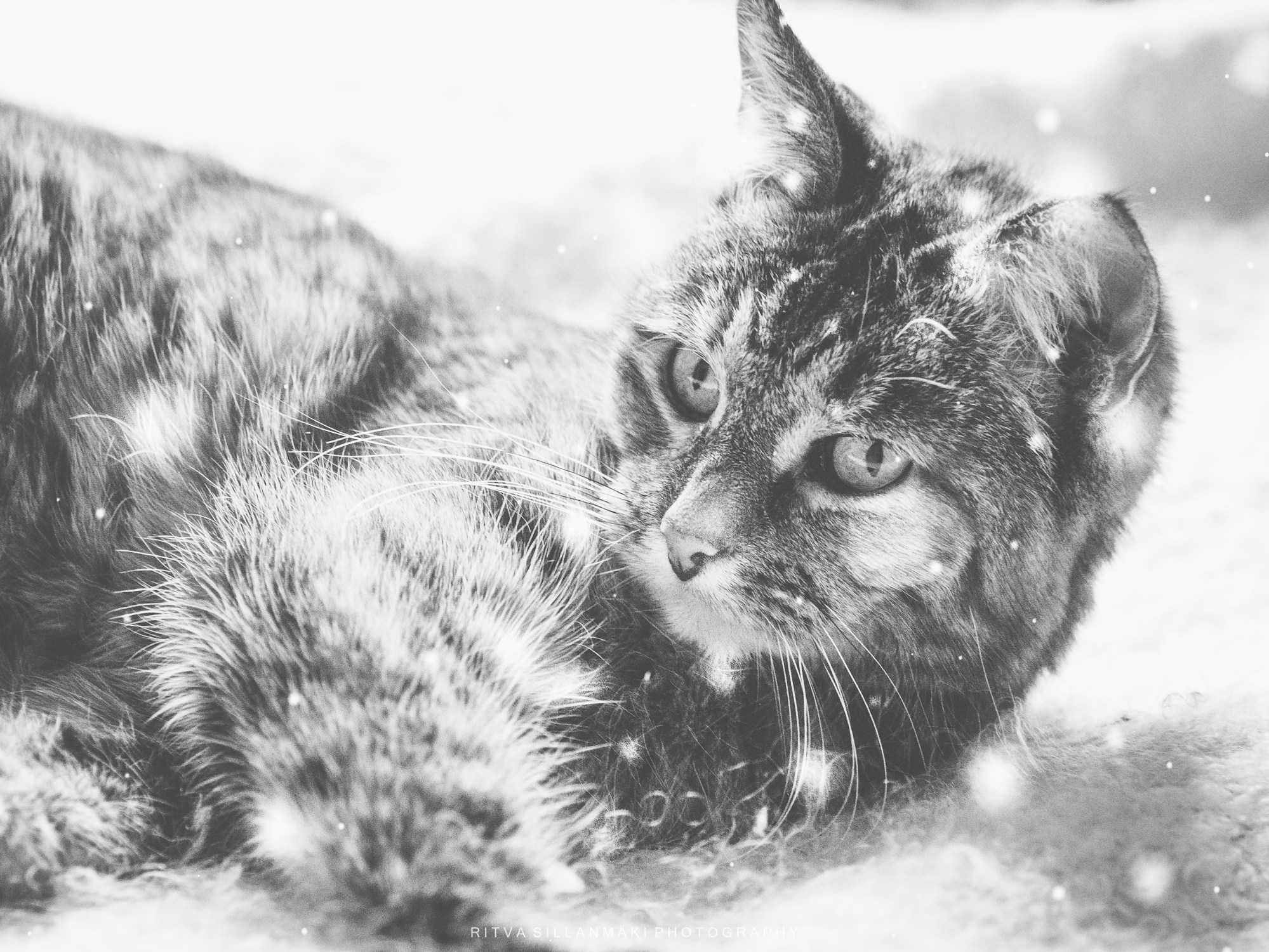 Photos of Tinka: The Adorable Cat Model – Ritva Sillanmäki Photography