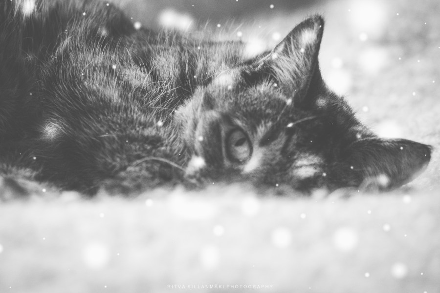 Photos of Tinka: The Adorable Cat Model – Ritva Sillanmäki Photography