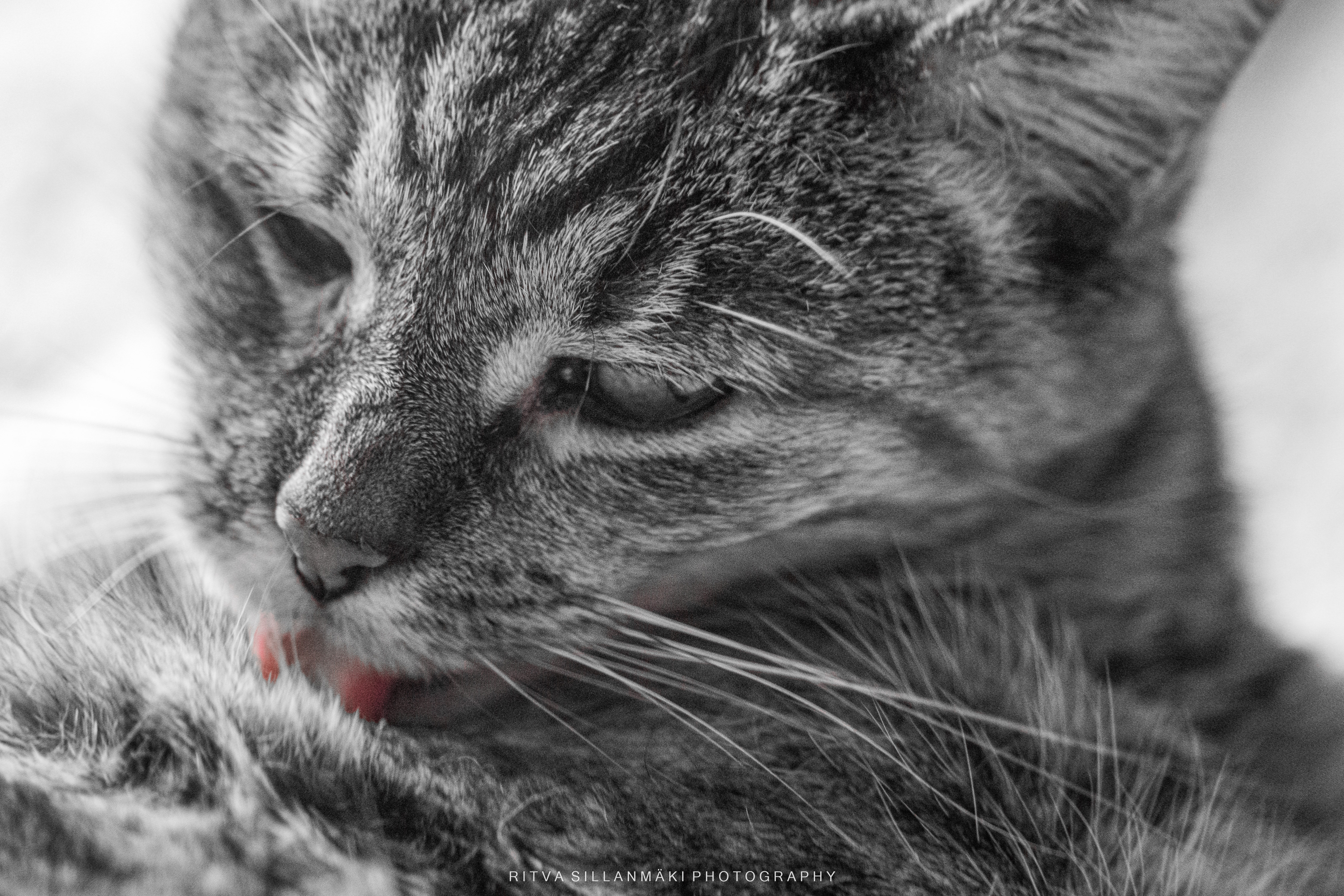 Photos of Tinka: The Adorable Cat Model – Ritva Sillanmäki Photography