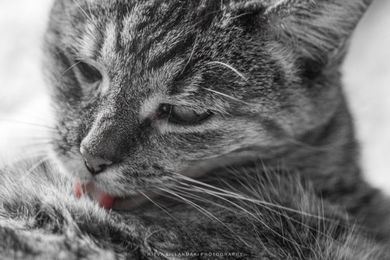 Photos of Tinka: The Adorable Cat Model – Ritva Sillanmäki Photography
