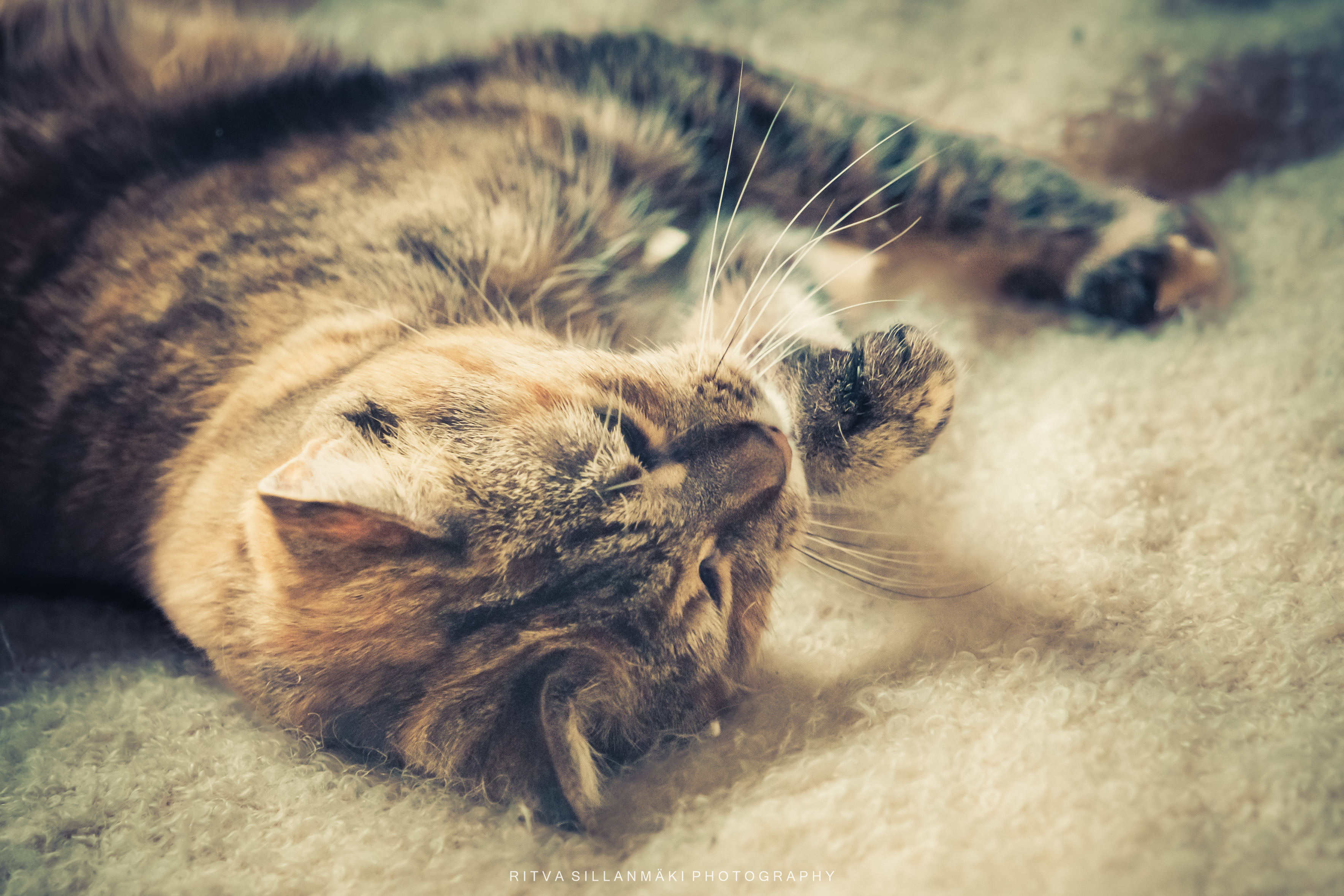 Photos of Tinka: The Adorable Cat Model – Ritva Sillanmäki Photography