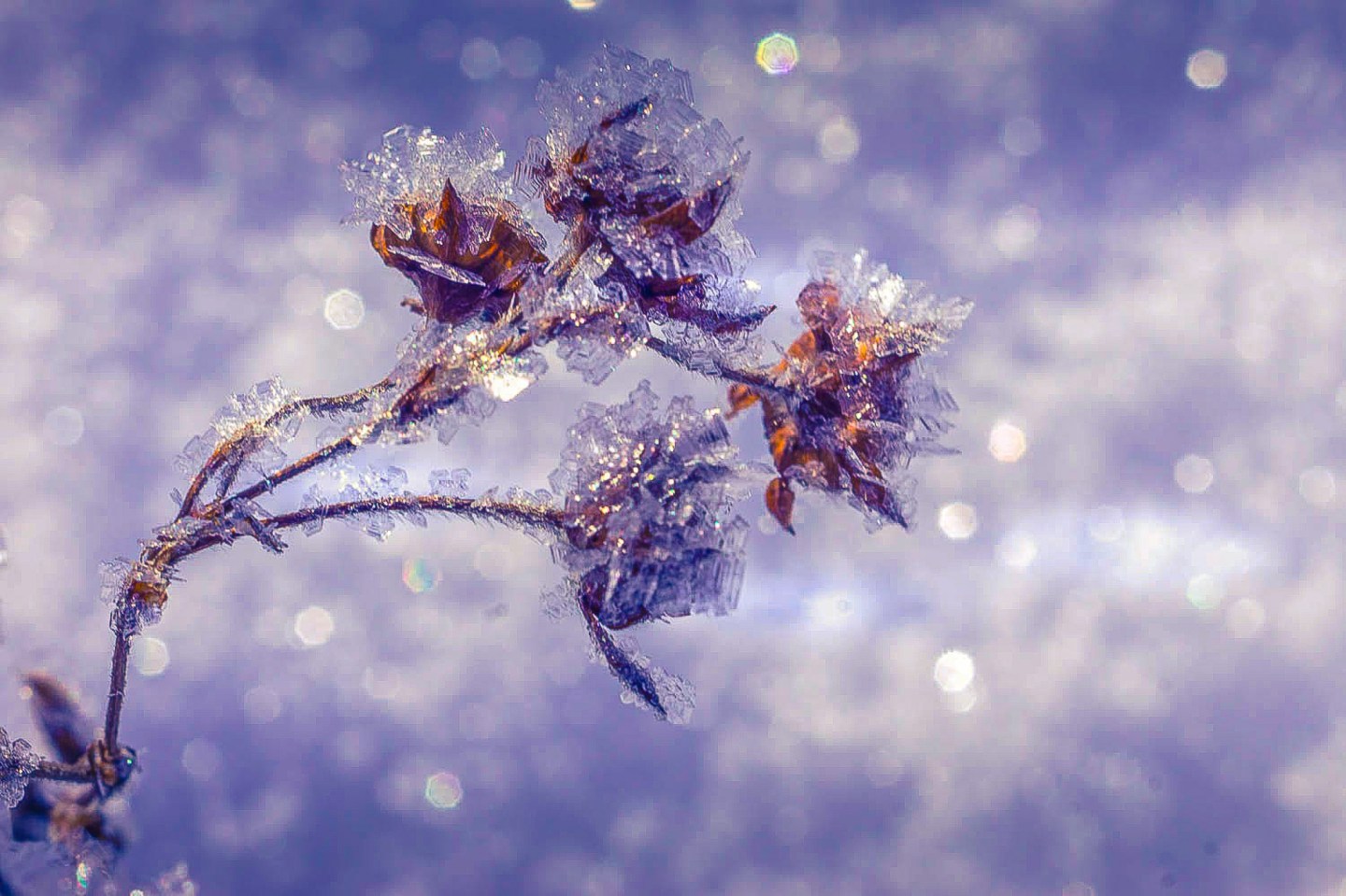 Frozen Flowers in Winter – Ritva Sillanmäki Photography