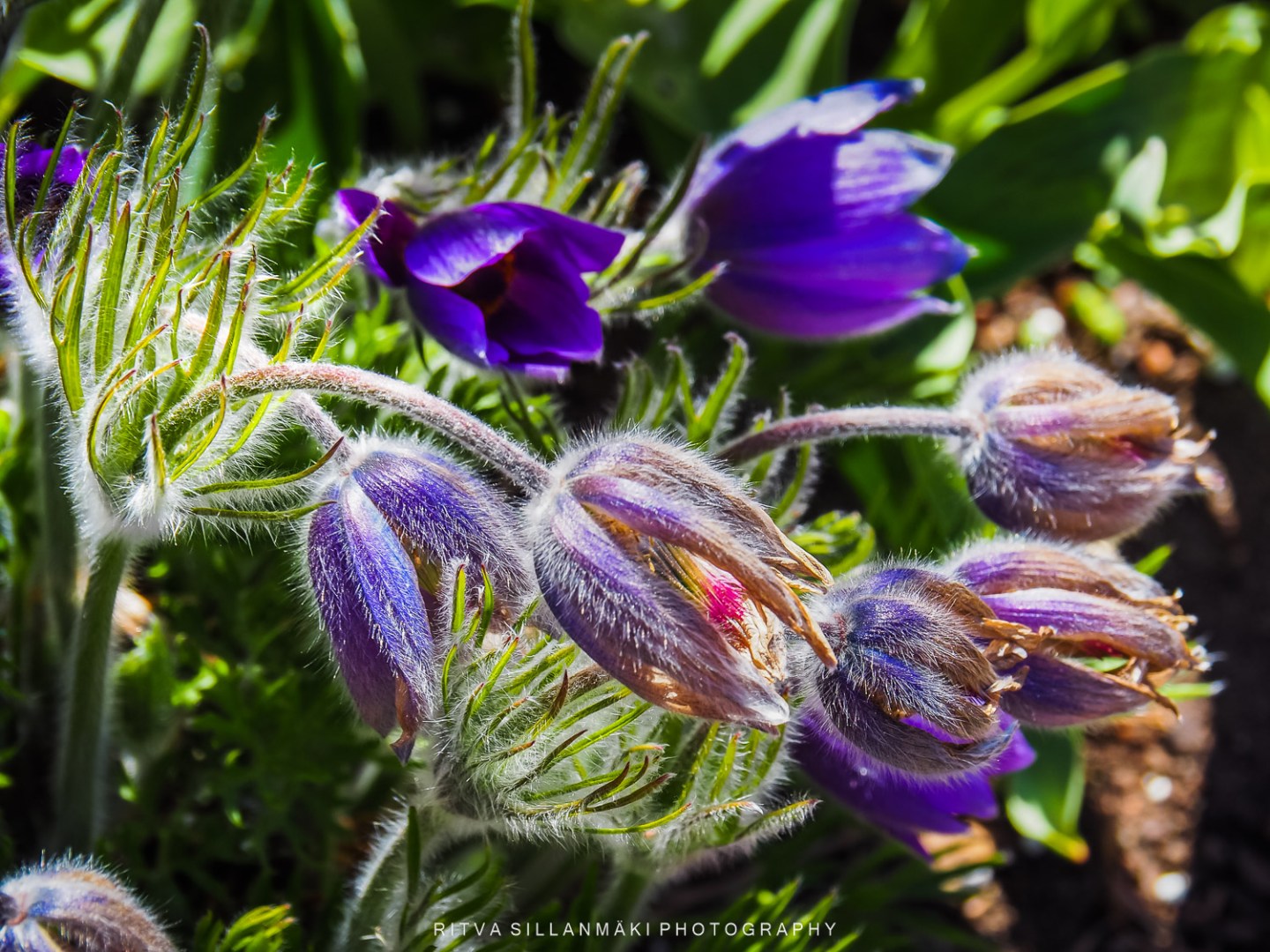 Spring Blooms: Eastern Pasque Flower – Ritva Sillanmäki Photography