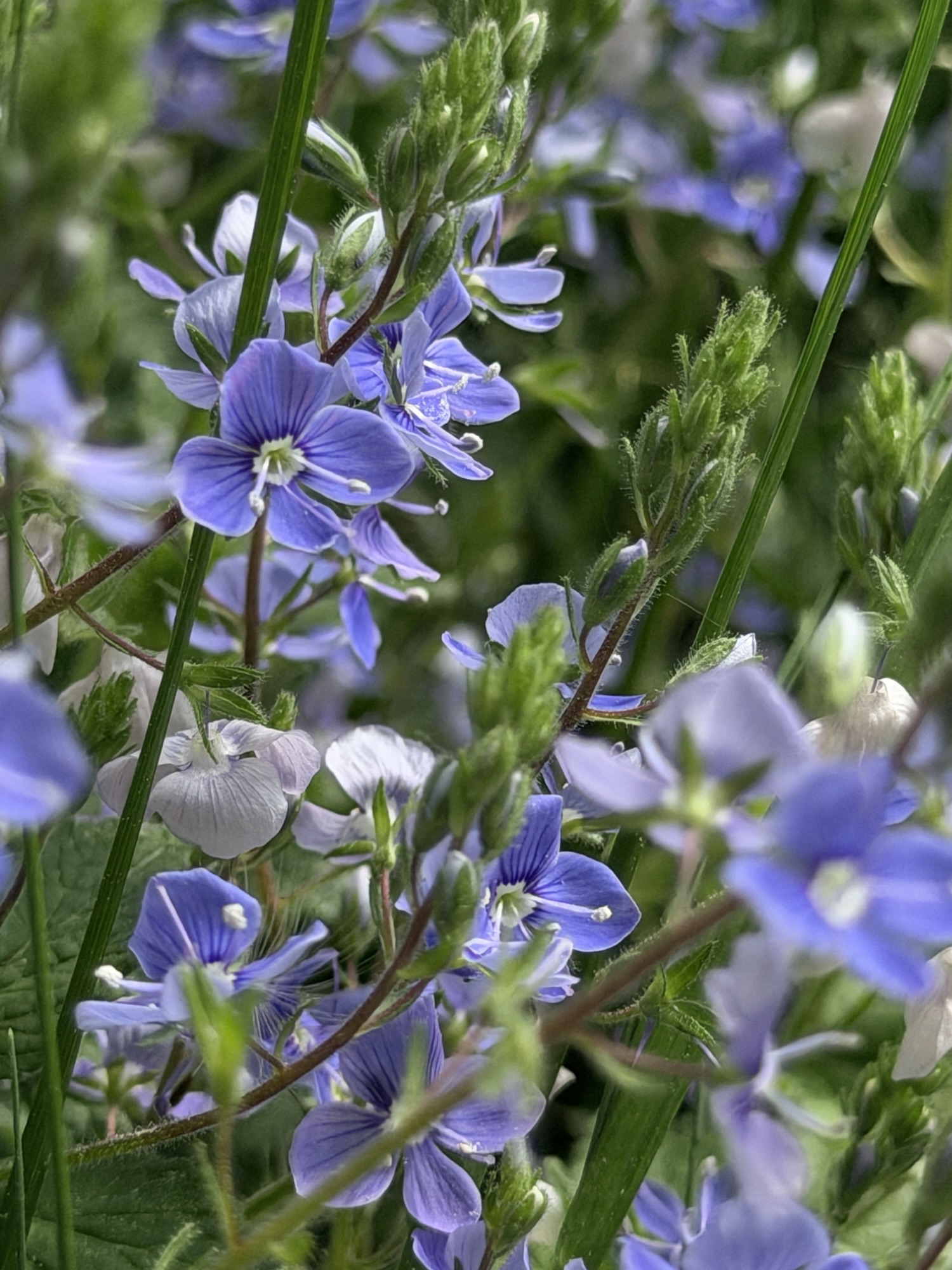 The tiniest flower, but so beautiful – Ritva Sillanmäki Photography